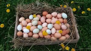 day old layer chicks by egg shell colour | Shop Beau Peep Farms